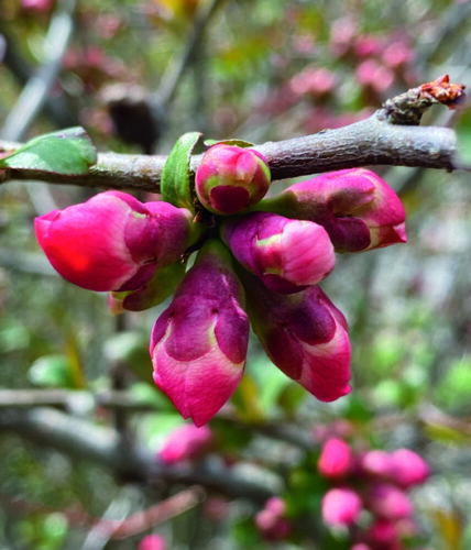 Flowering Quince Varieties for Food and Flowers - Grit